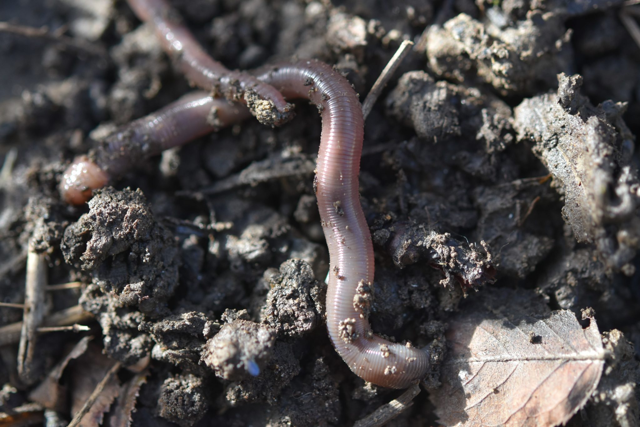 Éloge du Ver de terre - Les Jardins de Malorie