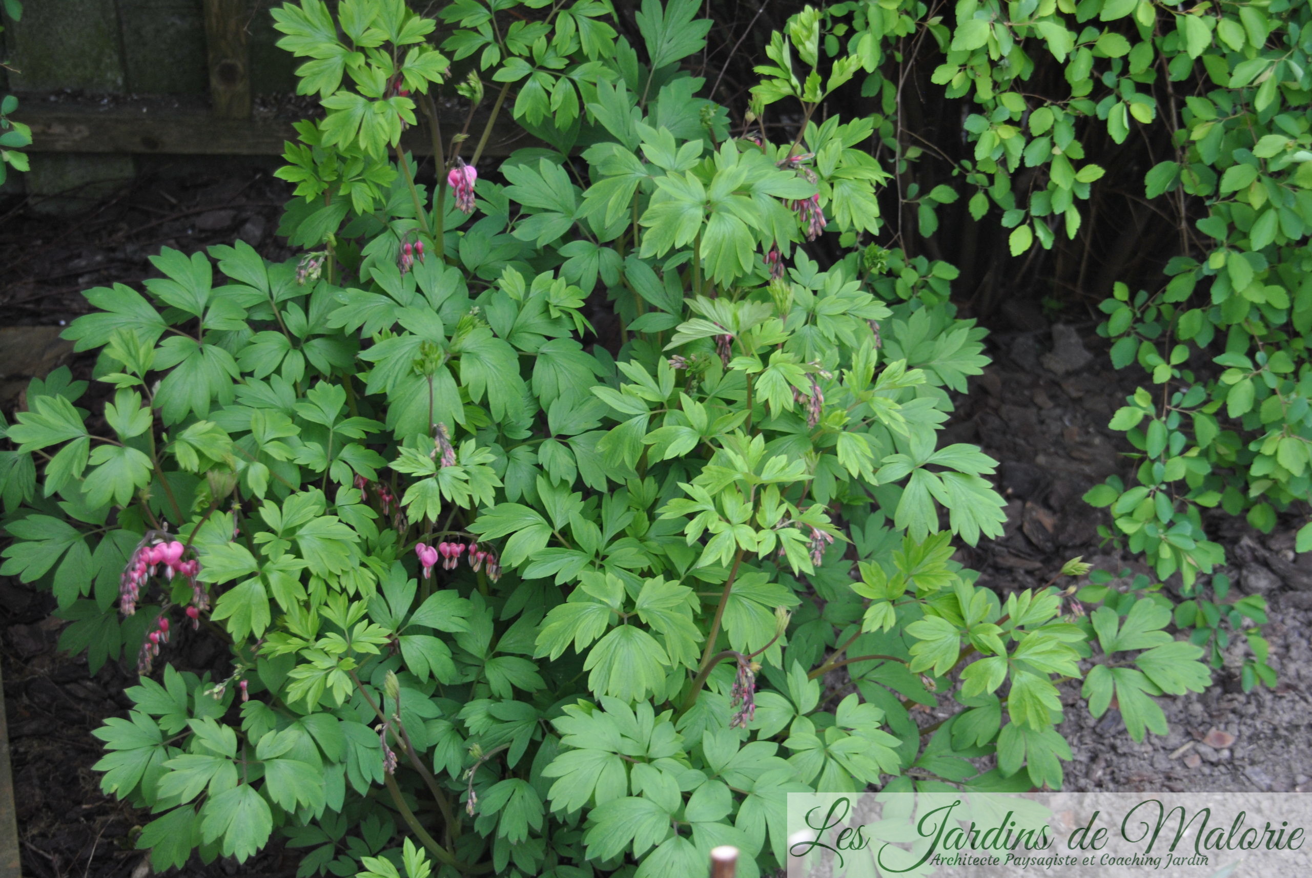 Coeur de Marie (dicentra spectabilis) rose en avril - Les Jardins de ...