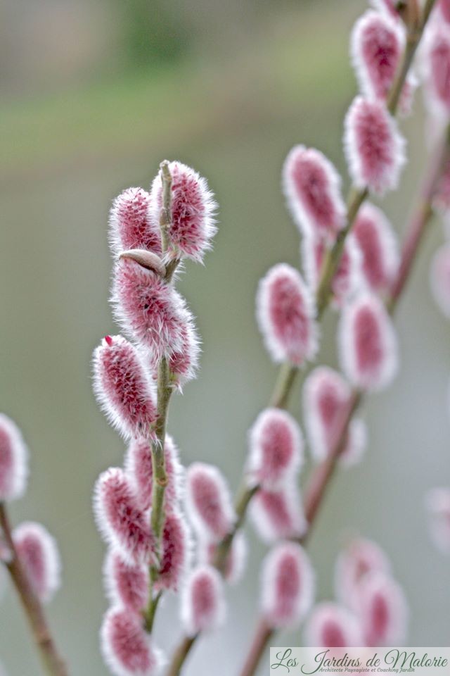 Zen, soyons Zen... - Les Jardins de Malorie