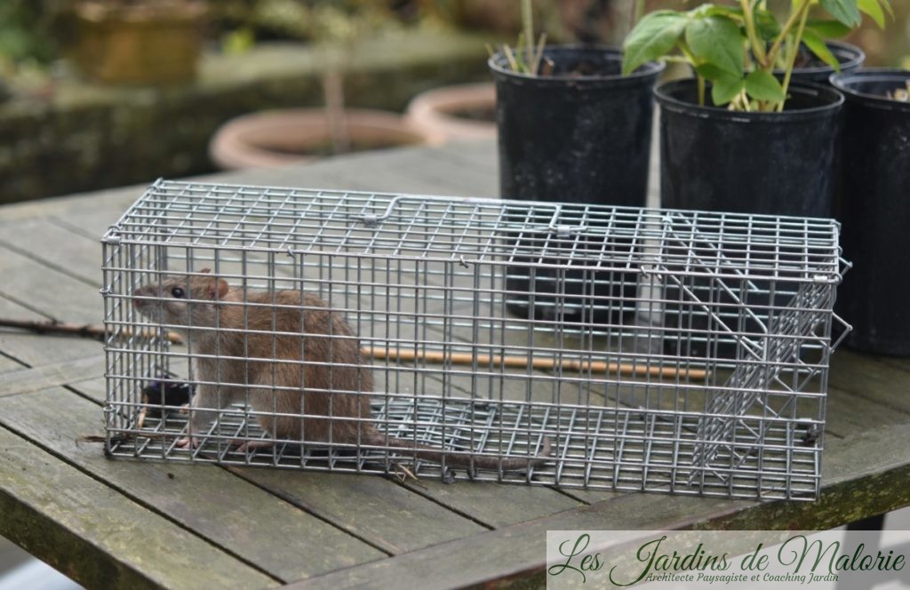 Piège à rats: Je l'ai eu! - Les Jardins de Malorie
