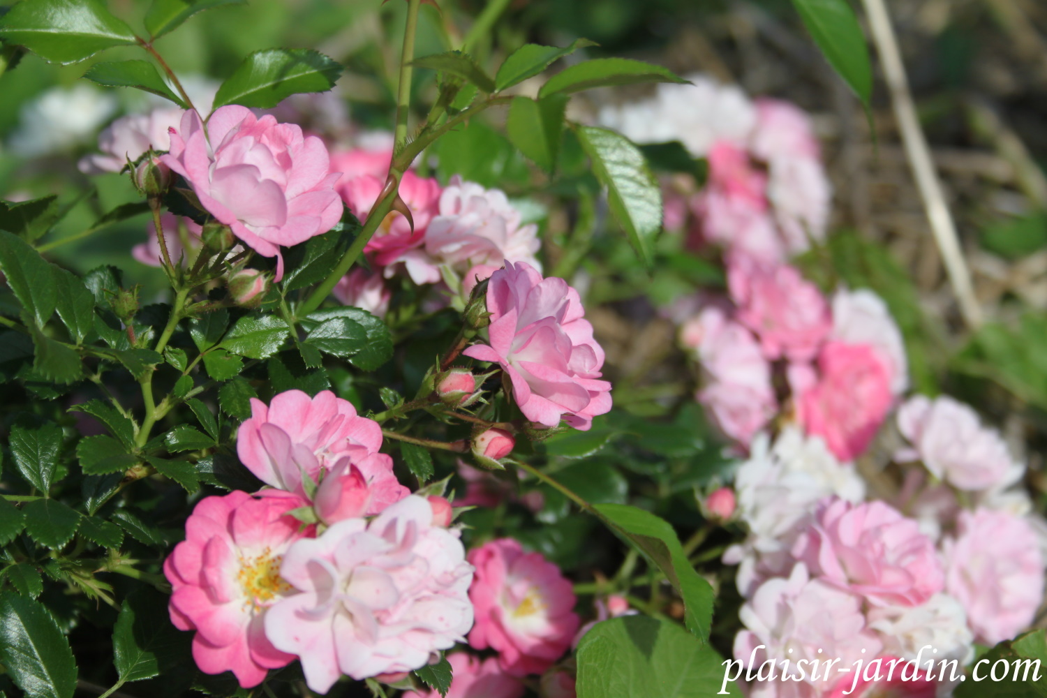 Cultiver un rosier en pot - Les Jardins de Malorie