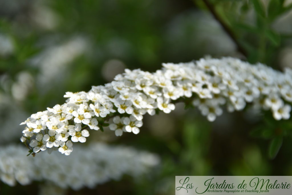 Parfums du jardin : la Spirée arguta - Les Jardins de Malorie