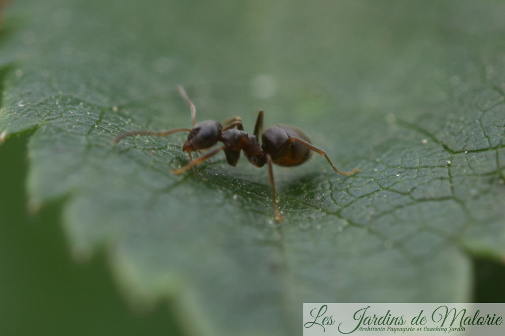 Des fourmis sur les rosiers,... Pourquoi? Que faire? - Les Jardins de ...