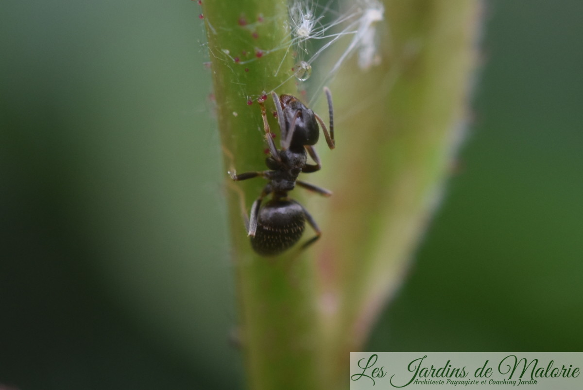 Des fourmis sur les rosiers,... Pourquoi? Que faire? - Les Jardins de ...