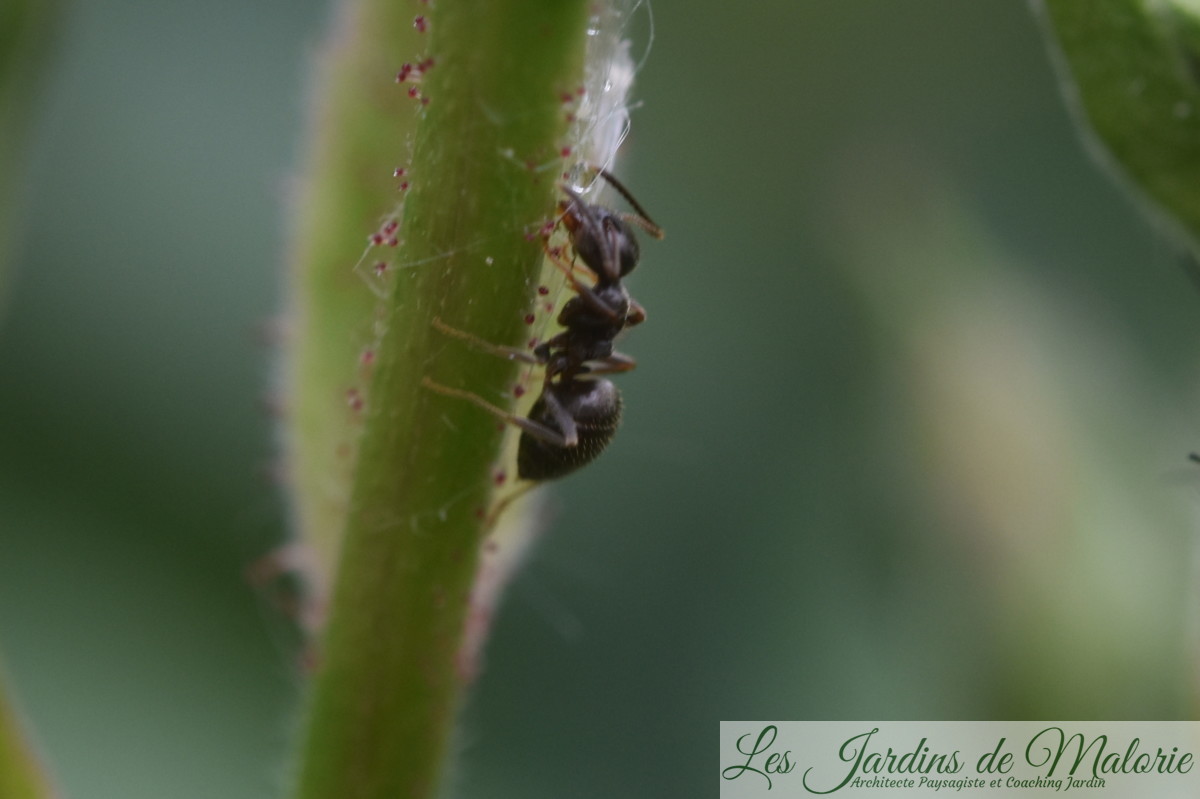 Des fourmis sur les rosiers,... Pourquoi? Que faire? - Les Jardins de ...