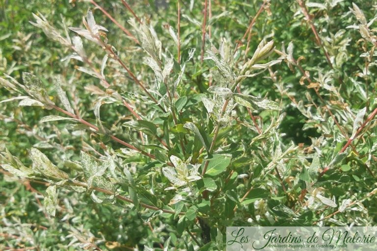Saule crevette (Salix ‘Hakuro-nishiki’) - Les Jardins de Malorie
