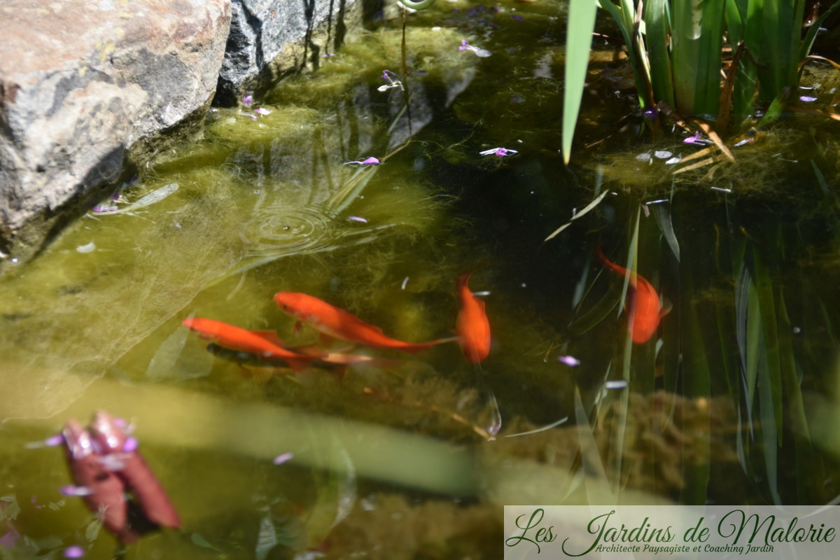 nos poissons rouges - Les Jardins de Malorie
