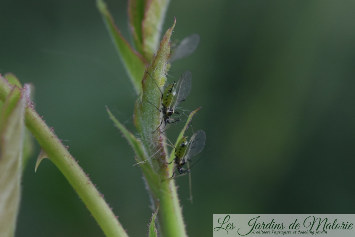 pucerons - Les Jardins de Malorie