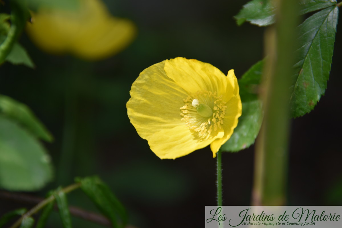 Un coquelicot jaune ? - Les Jardins de Malorie