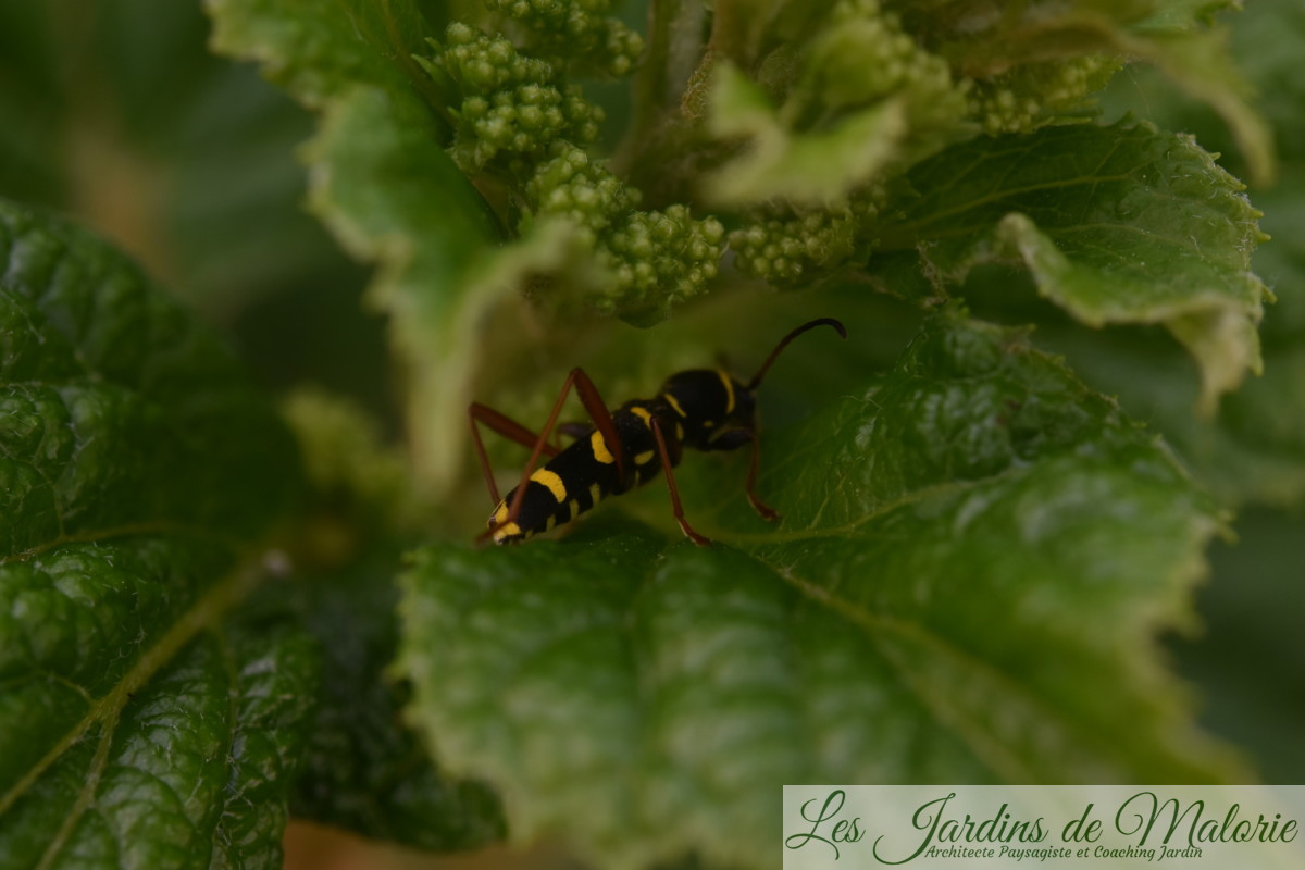 clyte bélier - Les Jardins de Malorie
