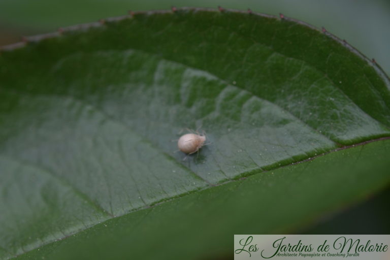 momie de puceron, parasité par une larve d'aphidius - Les Jardins de ...