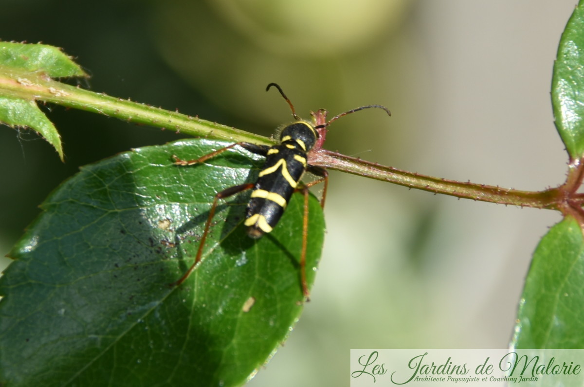insecte, coléoptère jaune et noir, Clytus arietis, le Clyte bélier ...