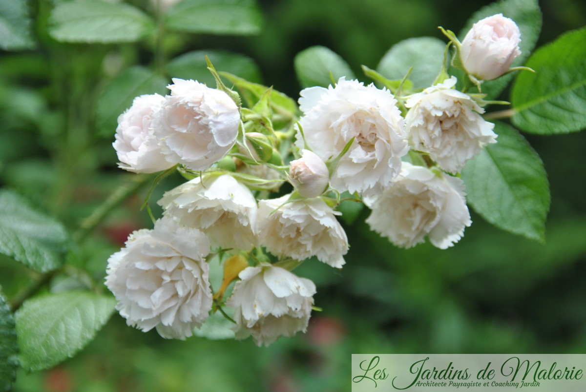 Focus sur le rosier 'White Grootendorst' - Les Jardins de Malorie