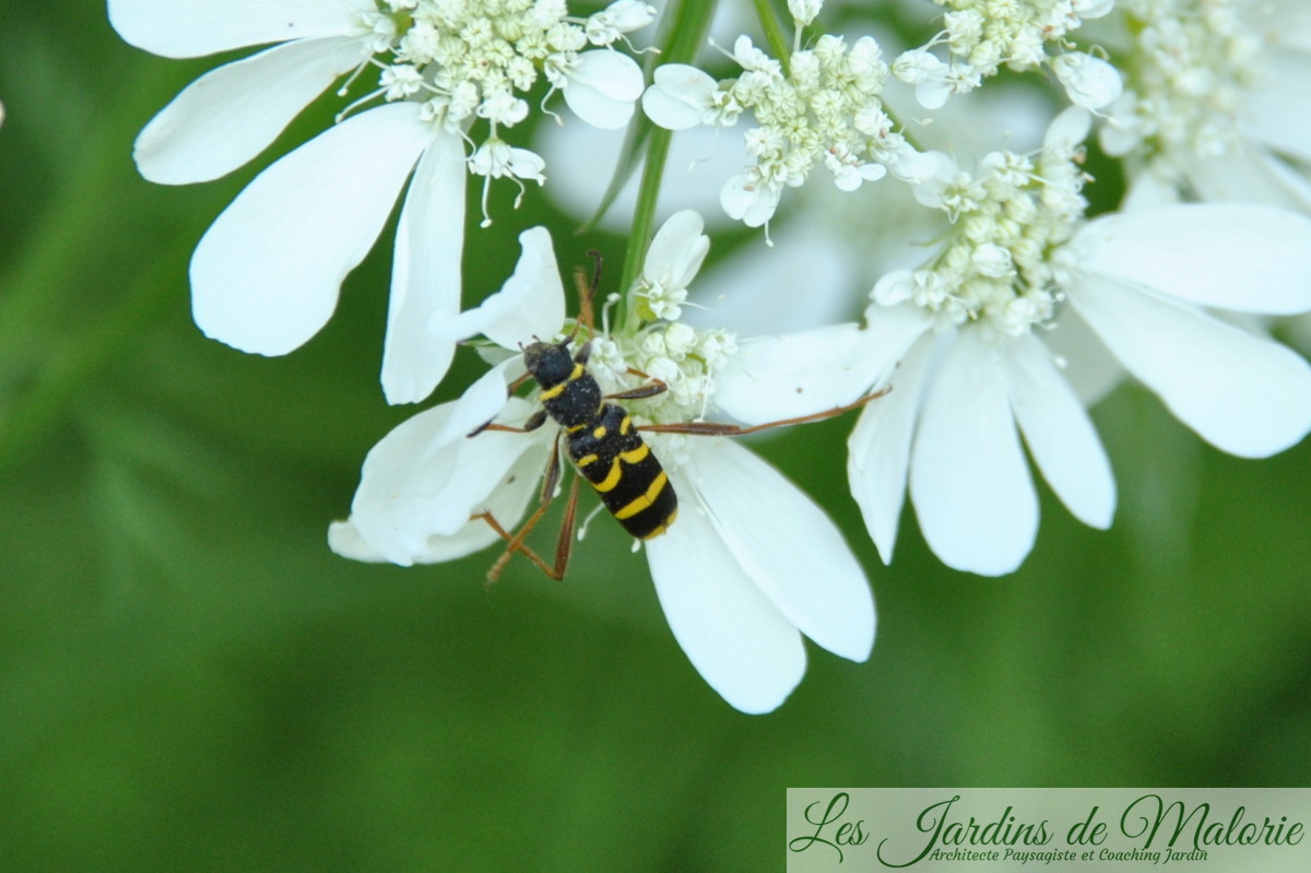 Insecte jaune et noir : Clyte Bélier - Les Jardins de Malorie