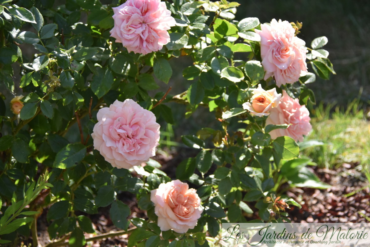Focus sur le rosier 'Garden of Roses' - Les Jardins de Malorie