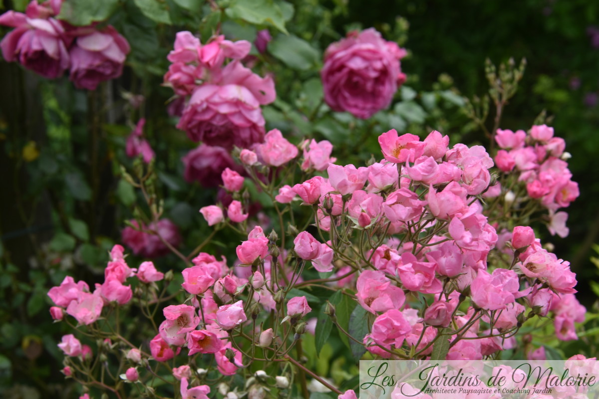 rosier 'Pretty Pink' - Les Jardins de Malorie