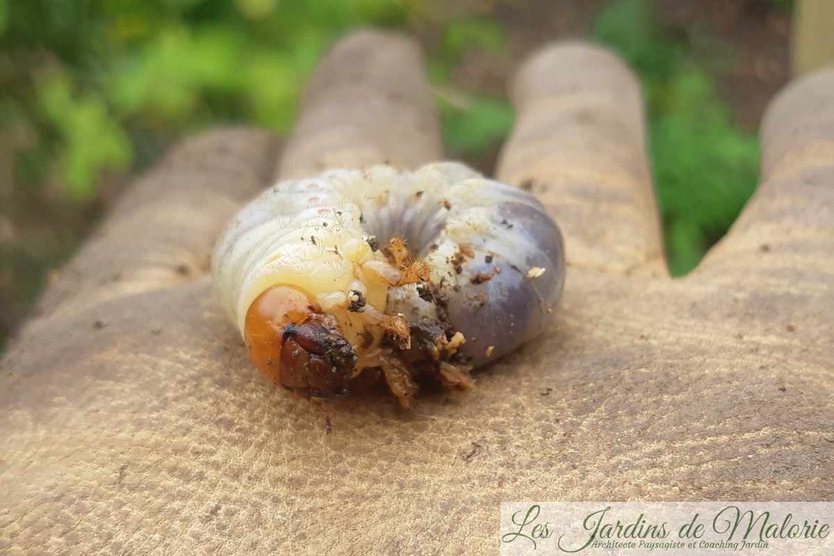 Le Lucane, un insecte impressionnant! - Les Jardins de Malorie