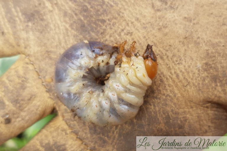 Le Lucane, un insecte impressionnant! - Les Jardins de Malorie