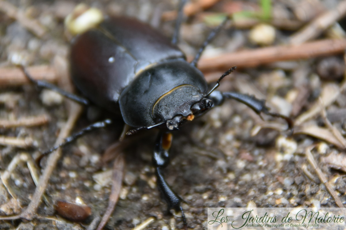 Le Lucane, un insecte impressionnant! - Les Jardins de Malorie