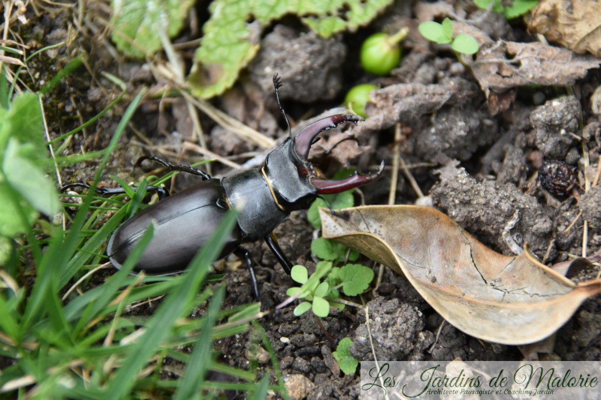 Le Lucane, un insecte impressionnant! - Les Jardins de Malorie