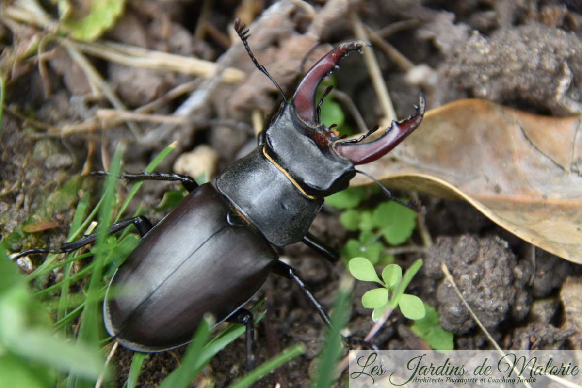 Le Lucane, un insecte impressionnant! - Les Jardins de Malorie