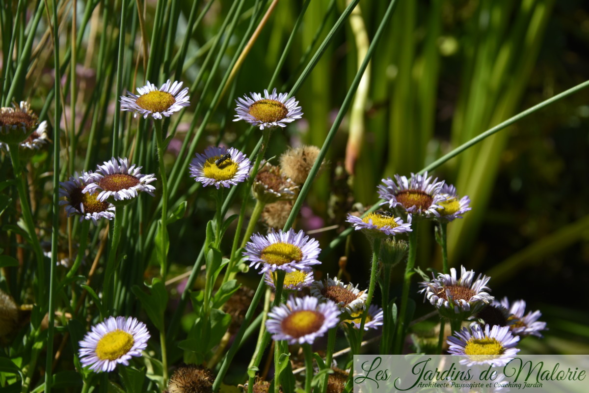erigeron alpinus - Les Jardins de Malorie