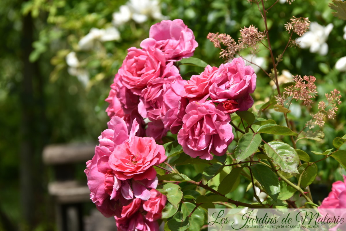 Focus sur le rosier 'Etude' - Les Jardins de Malorie