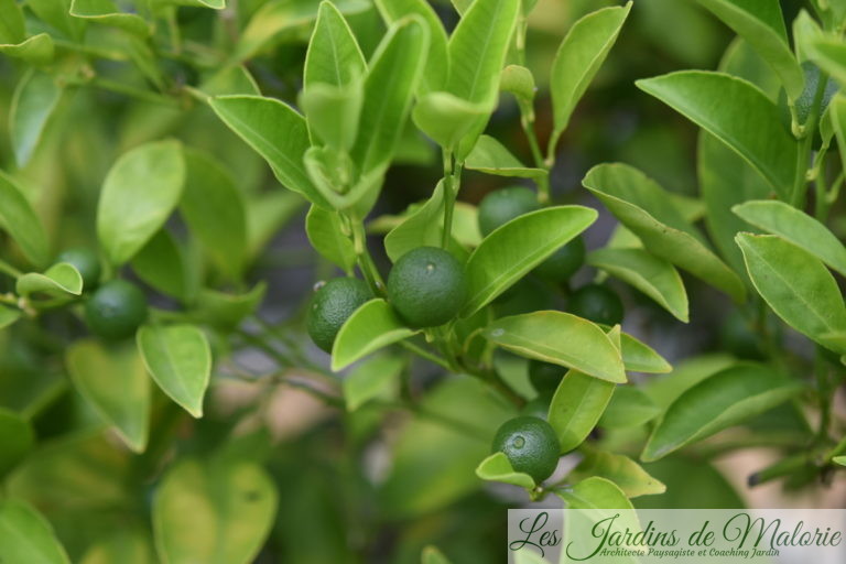 Citronnier, oranger, mandarinier... Les cultiver en pot. - Les Jardins ...