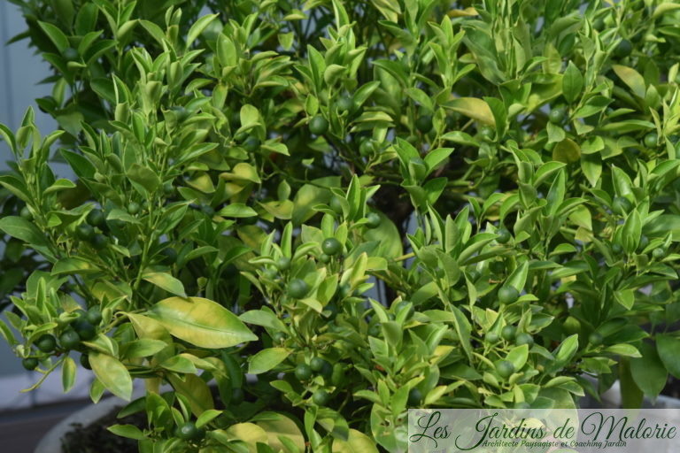 Citronnier, oranger, mandarinier... Les cultiver en pot. - Les Jardins ...