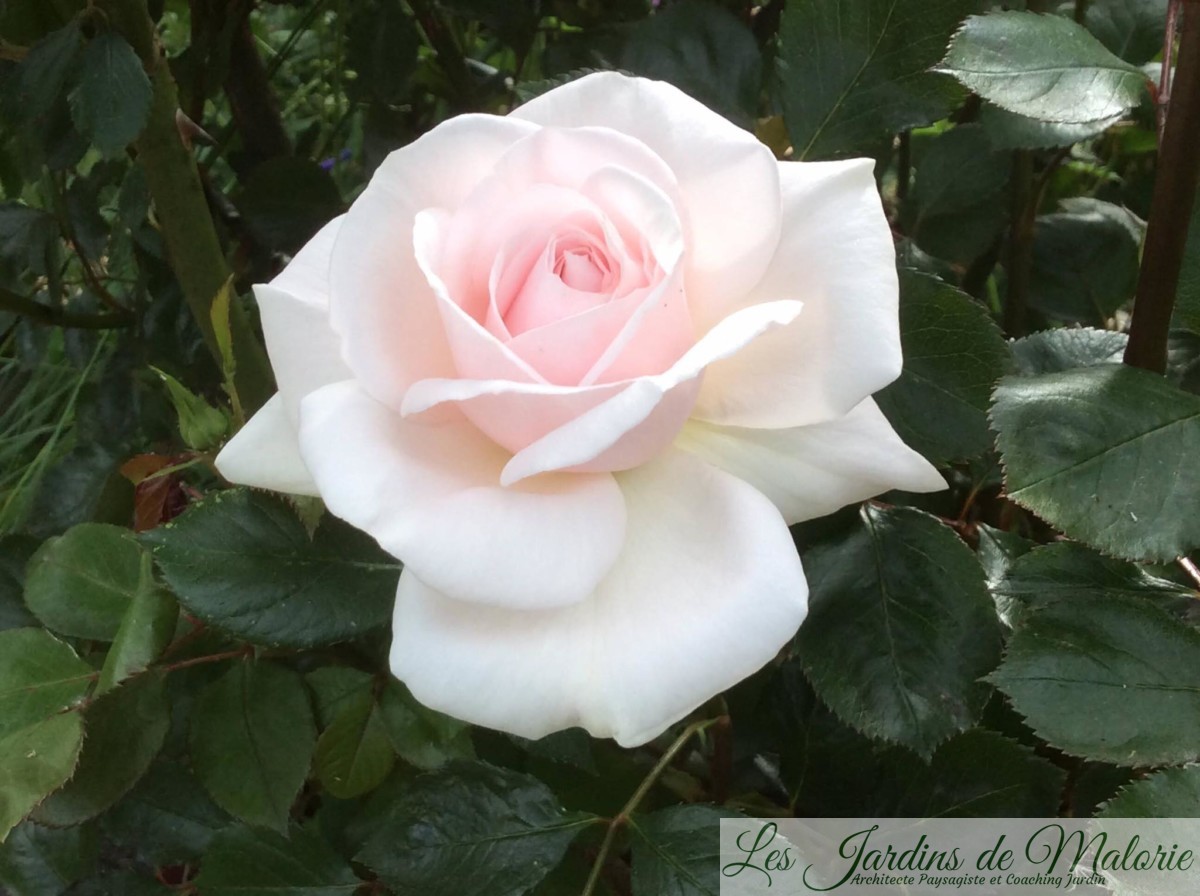 Focus sur le rosier 'Jardin de Granville' - Les Jardins de Malorie