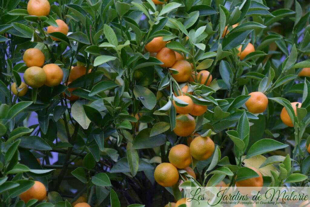 Citronnier, oranger, mandarinier... Les cultiver en pot. - Les Jardins ...