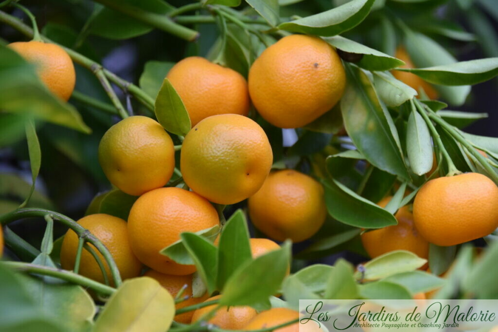Citronnier, oranger, mandarinier... Les cultiver en pot. - Les Jardins ...
