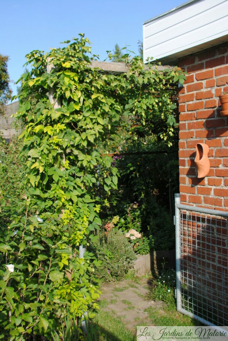 Le Houblon, une liane volubile et parfumée - Les Jardins de Malorie