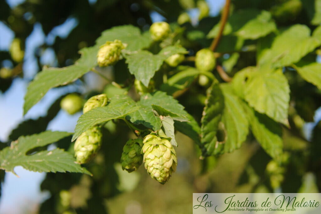 Le Houblon, une liane volubile et parfumée - Les Jardins de Malorie