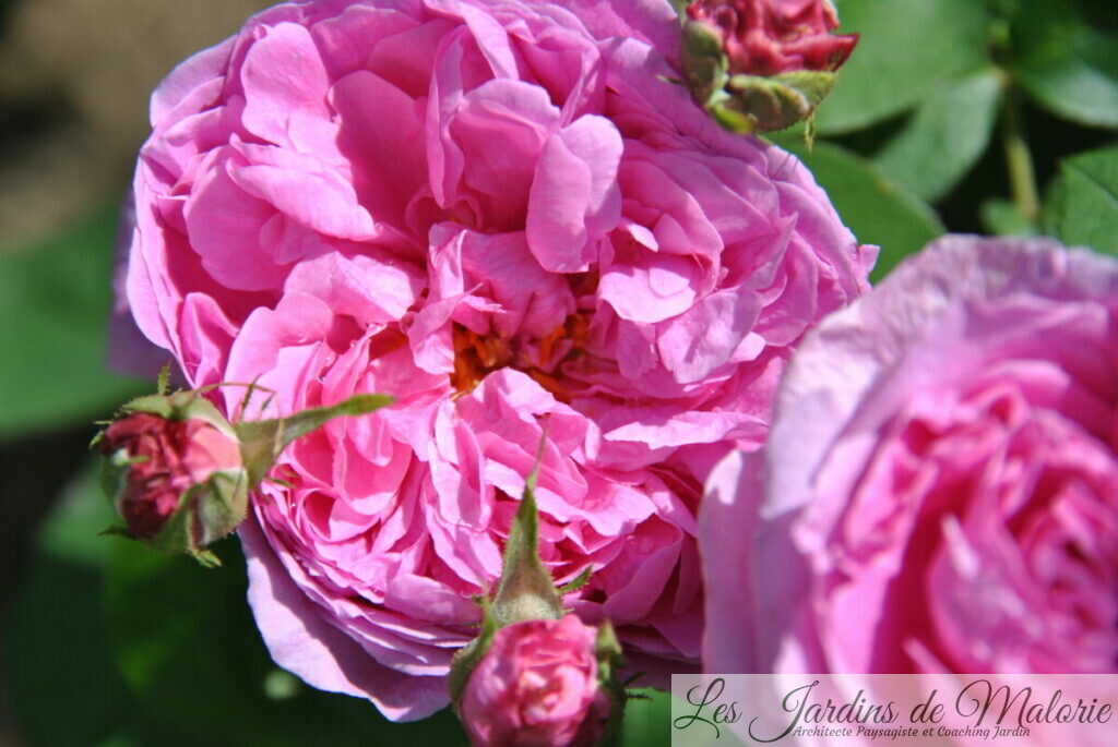 Petit florilège de mes roses les plus parfumées - Les Jardins de Malorie