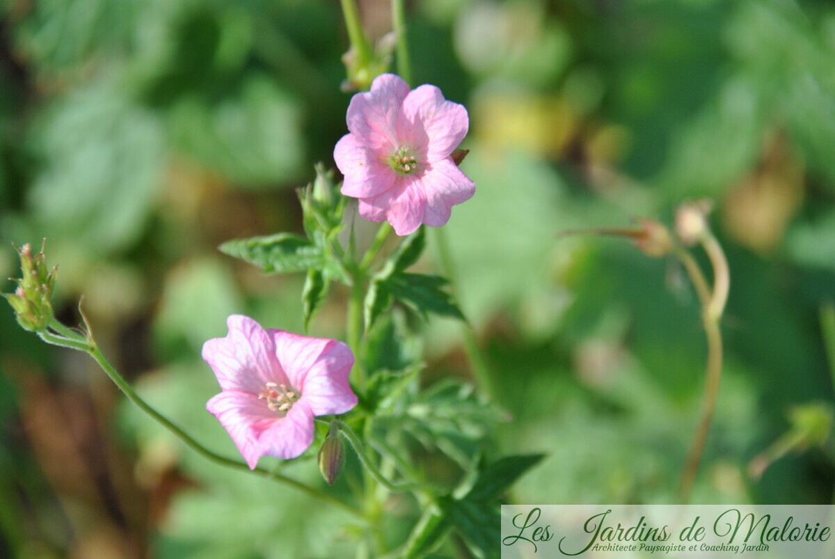 Mes incontournables : Géranium endressii - Les Jardins de Malorie
