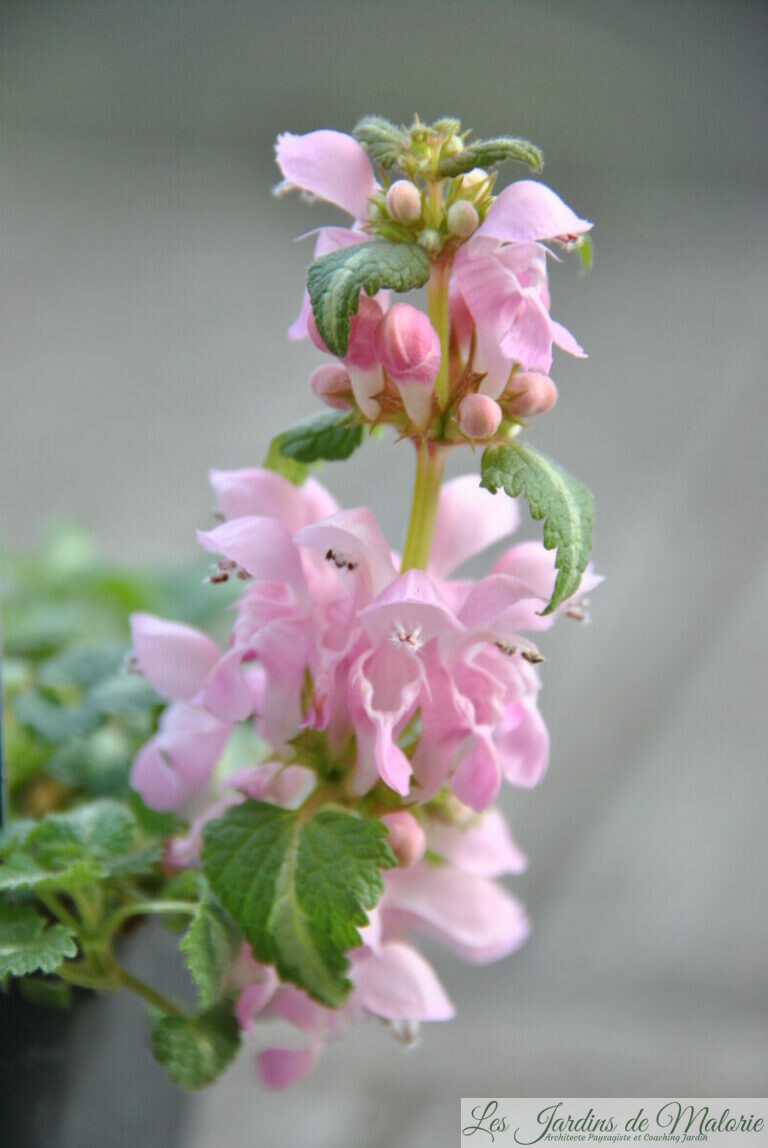lamium maculatum 'Shell Pink' planté devant pommier cordon 1 - Les ...