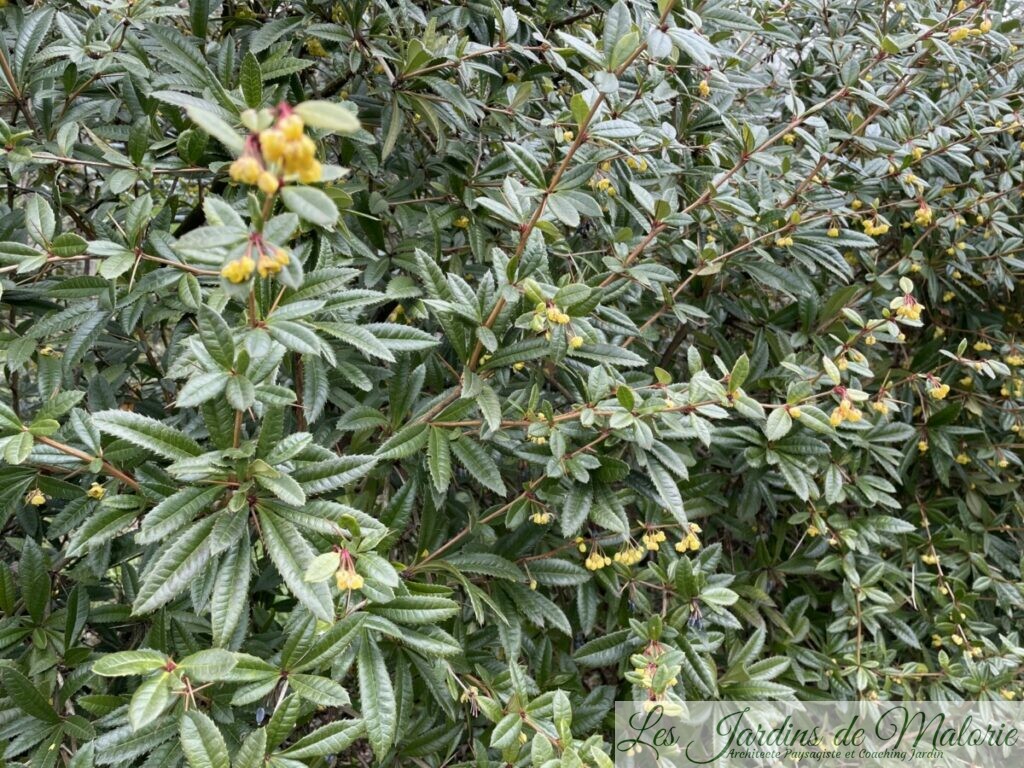 Les épines de l'Epine-vinette (Berberis julianae) - Les Jardins de Malorie