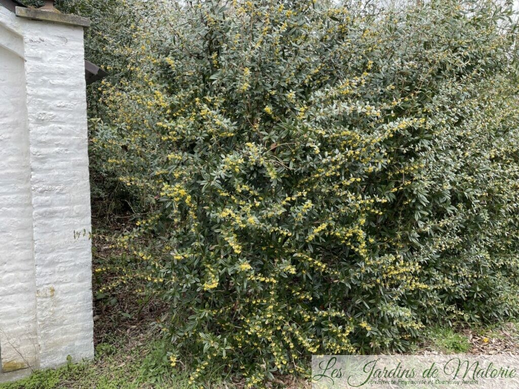 Les épines de l'Epine-vinette (Berberis julianae) - Les Jardins de Malorie