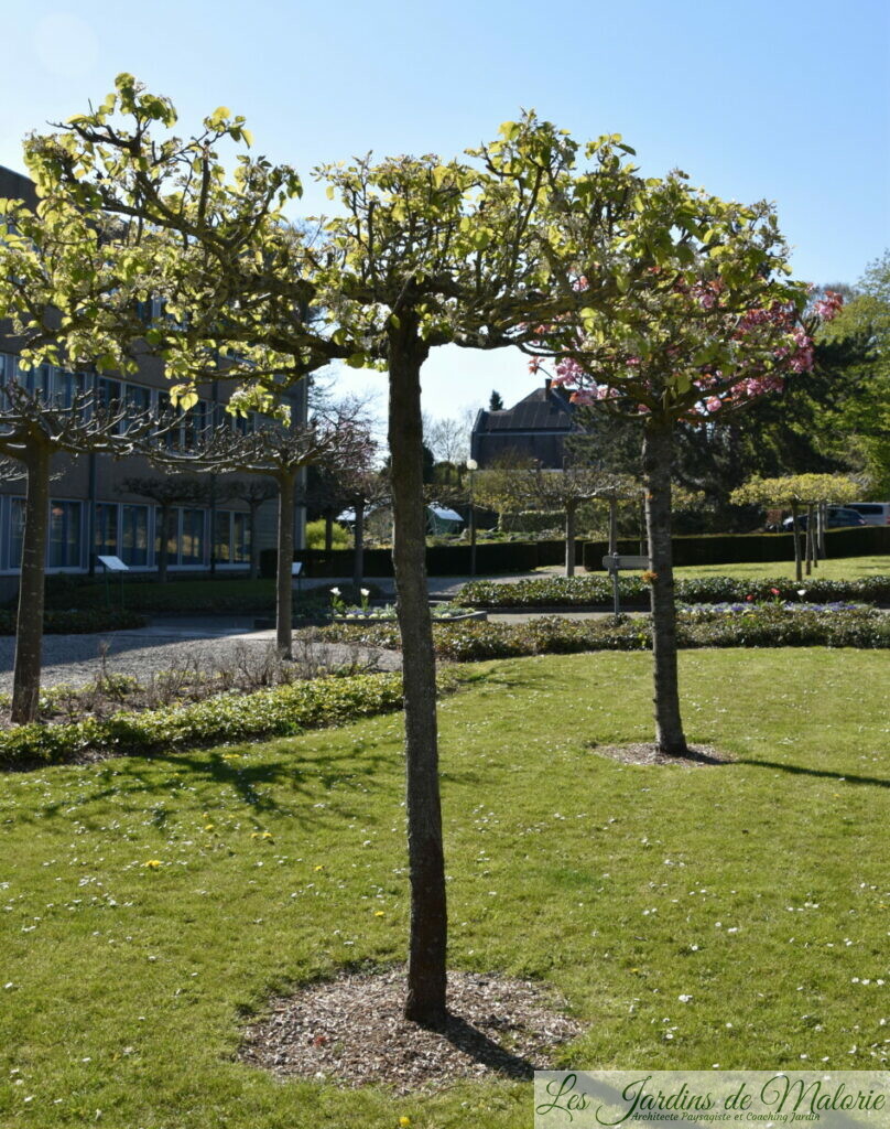 Arbres parasols - Les Jardins de Malorie