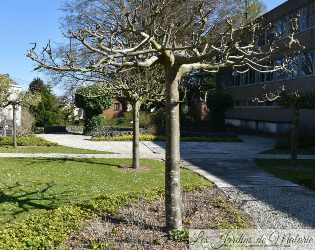 Arbres parasols - Les Jardins de Malorie