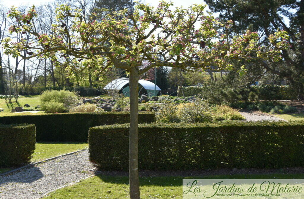 Arbres parasols - Les Jardins de Malorie