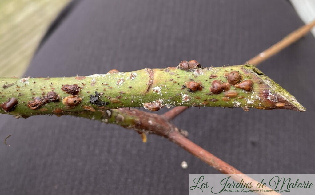 Cochenilles farineuses - Les Jardins de Malorie
