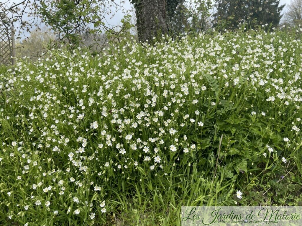 Belles sauvageonnes : Stellaire ou Mouron blanc - Les Jardins de Malorie