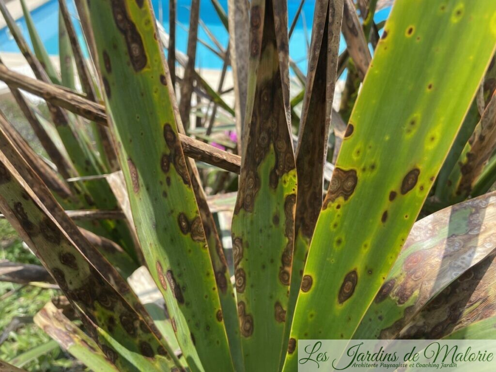 Yucca malade: le phoma du Yucca - Les Jardins de Malorie