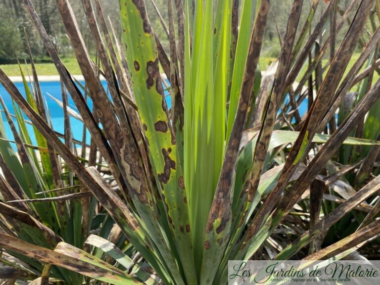 Yucca malade: le phoma du Yucca - Les Jardins de Malorie
