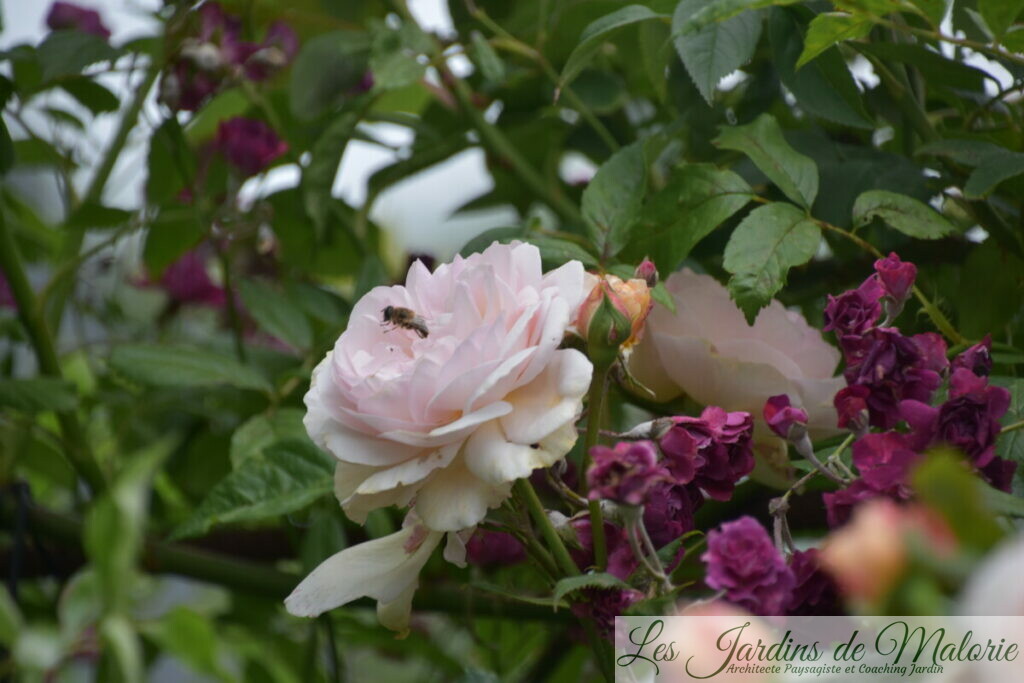 Chroniques de mon jardin: fin juin... - Les Jardins de Malorie