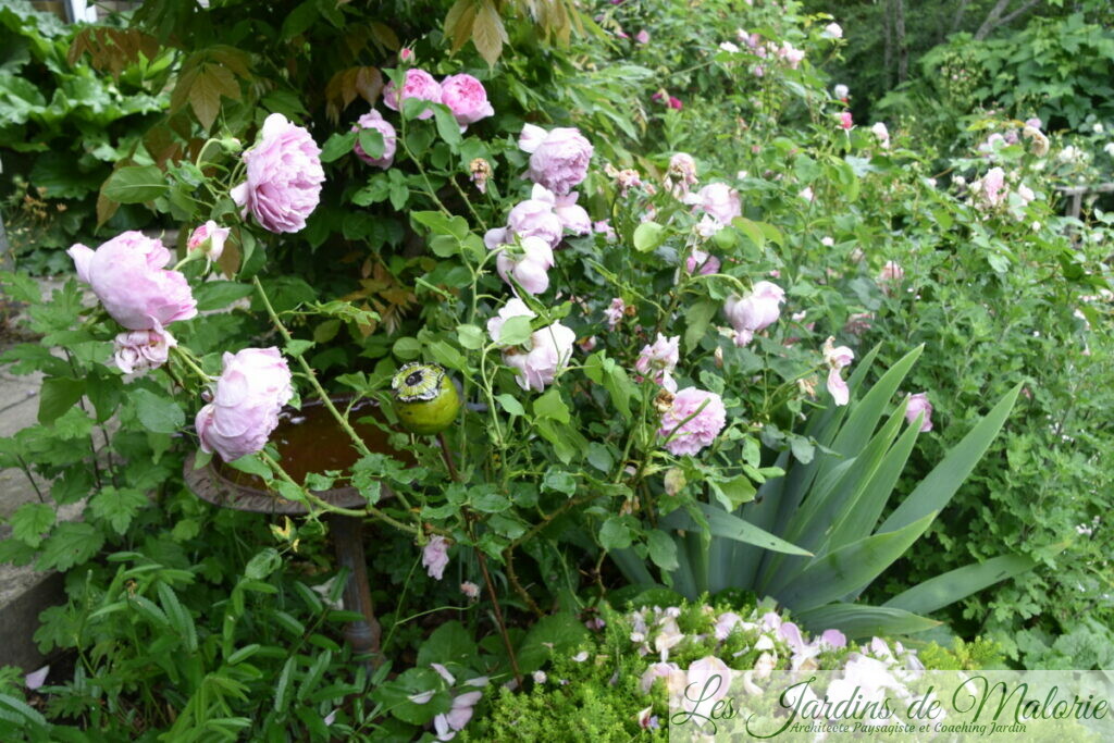 Chroniques de mon jardin: fin juin... - Les Jardins de Malorie