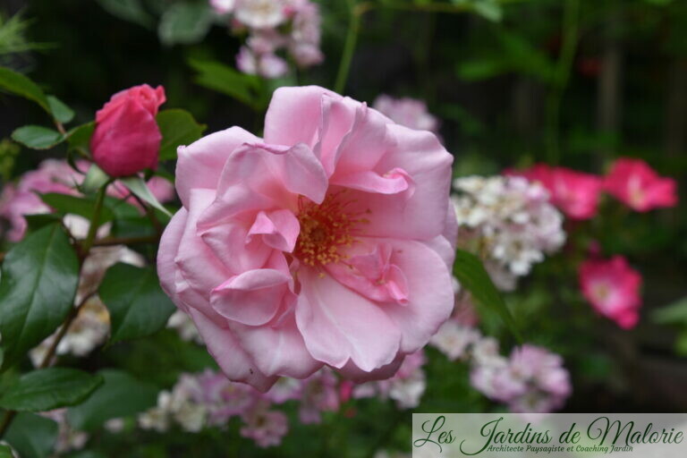 Chroniques de mon jardin: fin juin... - Les Jardins de Malorie