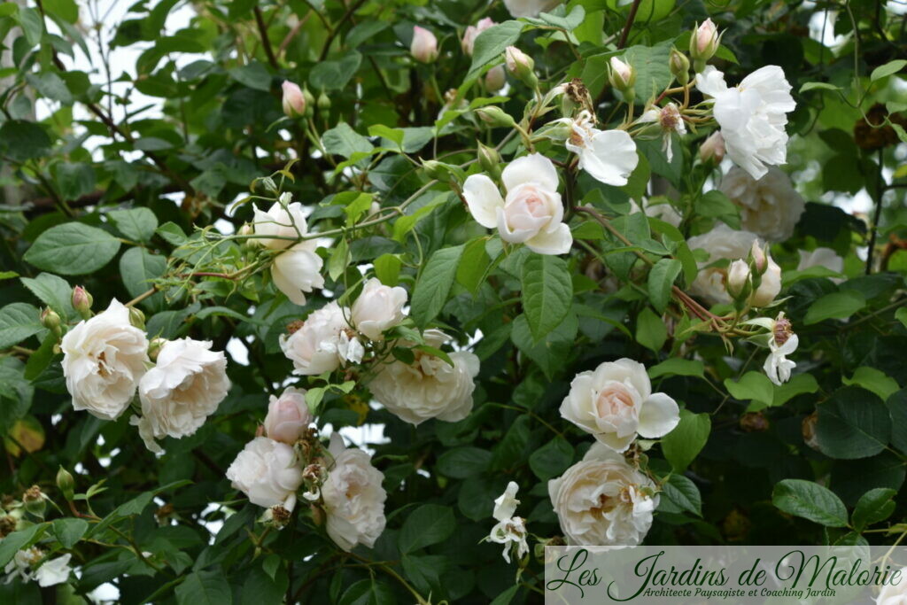 Chroniques de mon jardin: fin juin... - Les Jardins de Malorie